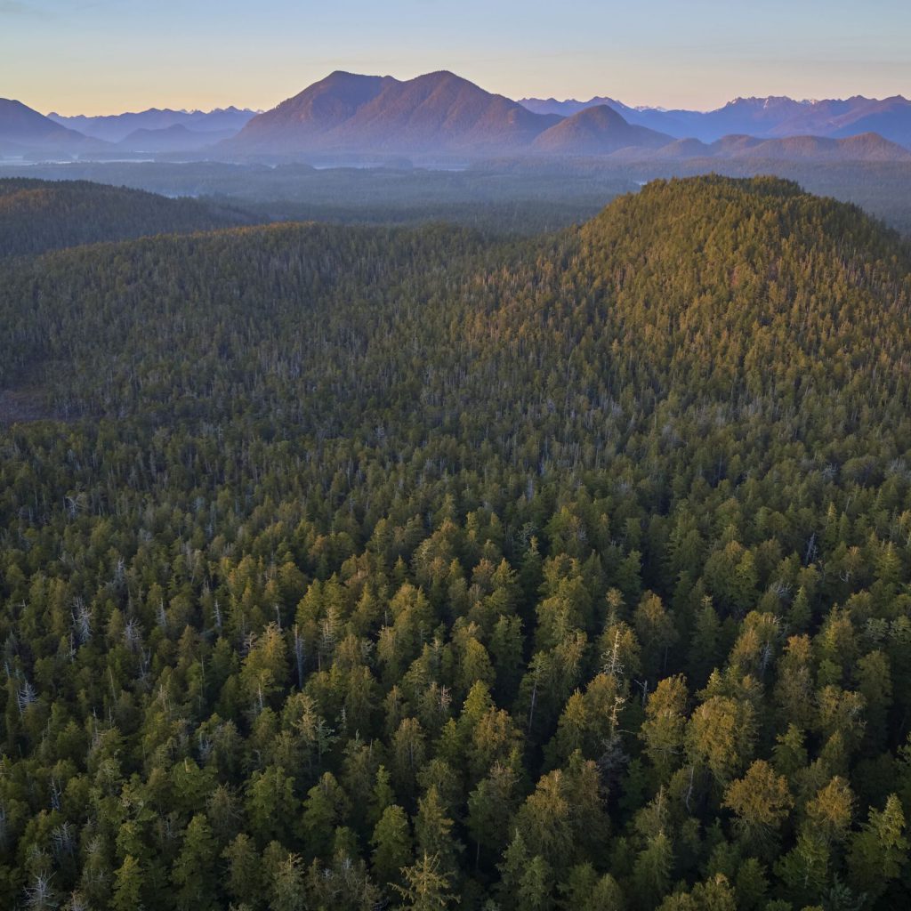 Qué beneficios aportan los bosques a la salud – Revista N&T .www ...
